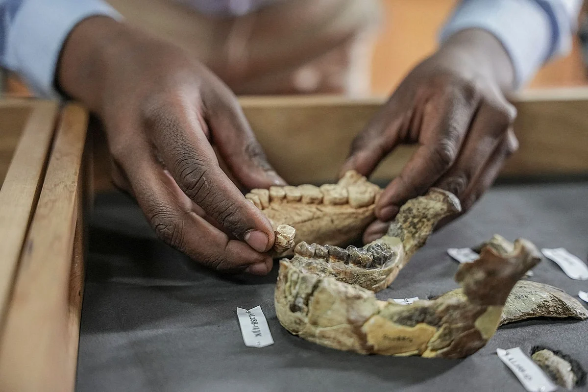 Human ancestor Lucy still has secrets 50 years after discovery ...
