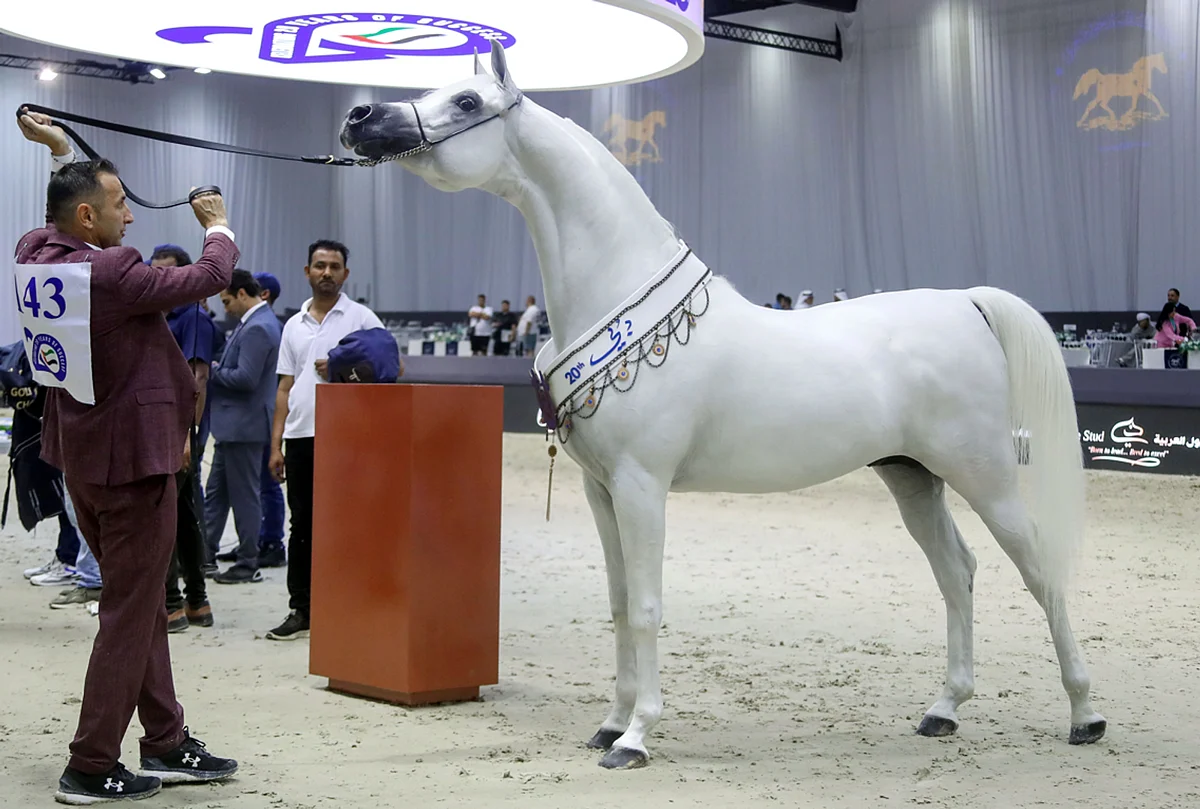 World's best show horses to compete at Dubai International Arabian ...