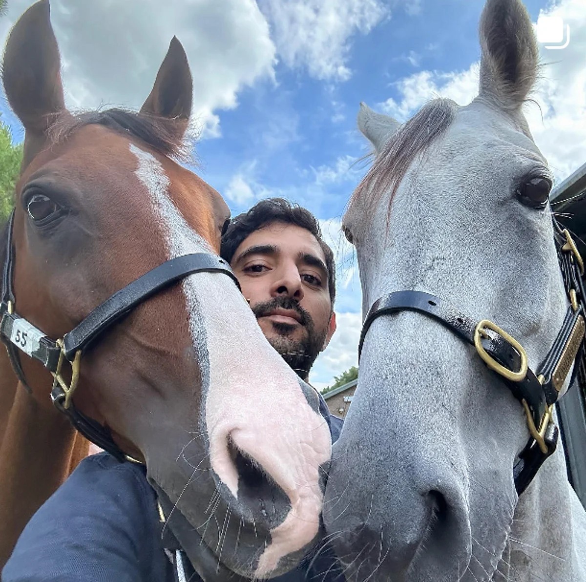 Watch: Horse tries to 'bite' Sheikh Hamdan; Dubai Crown Prince's video ...