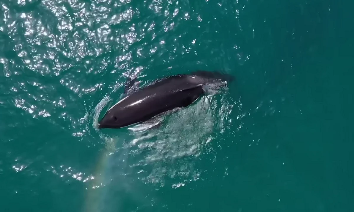 Watch: Sheikh Hamdan shares video of killer whale spotted in Dubai ...
