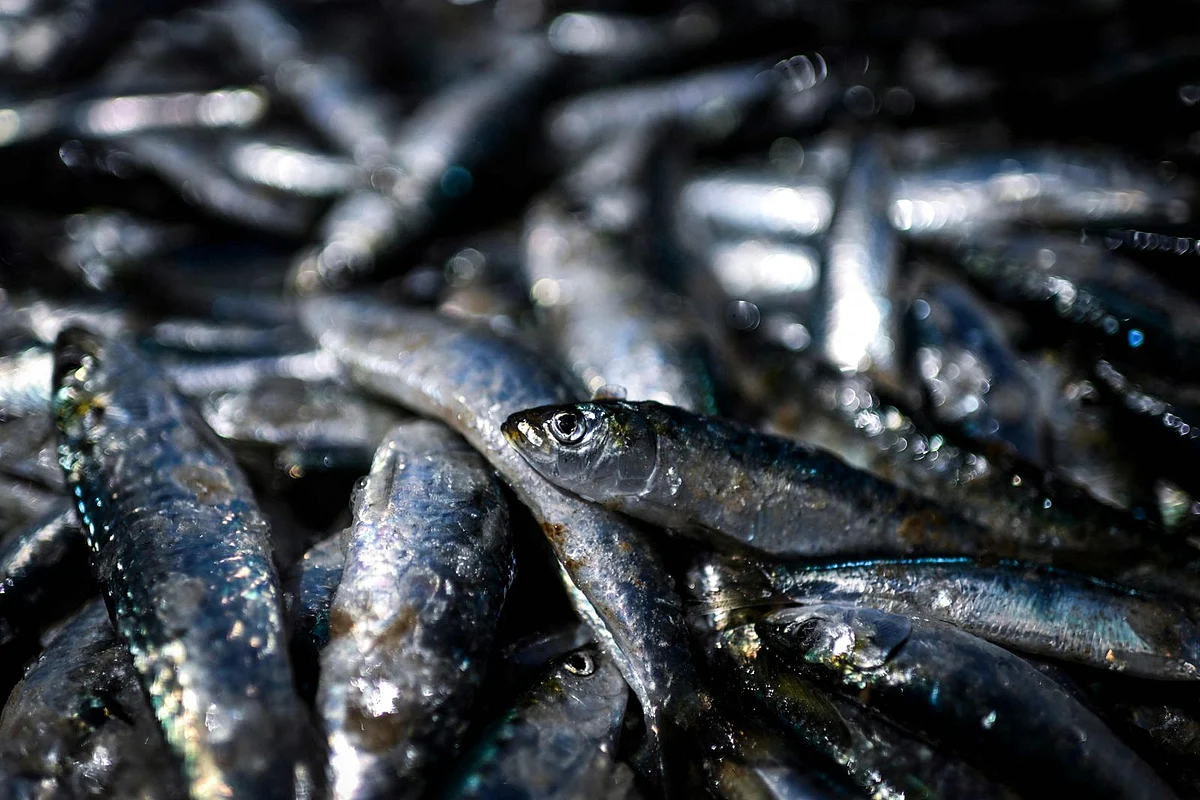 France reports food poison death after sardine dinner | Khaleej Times
