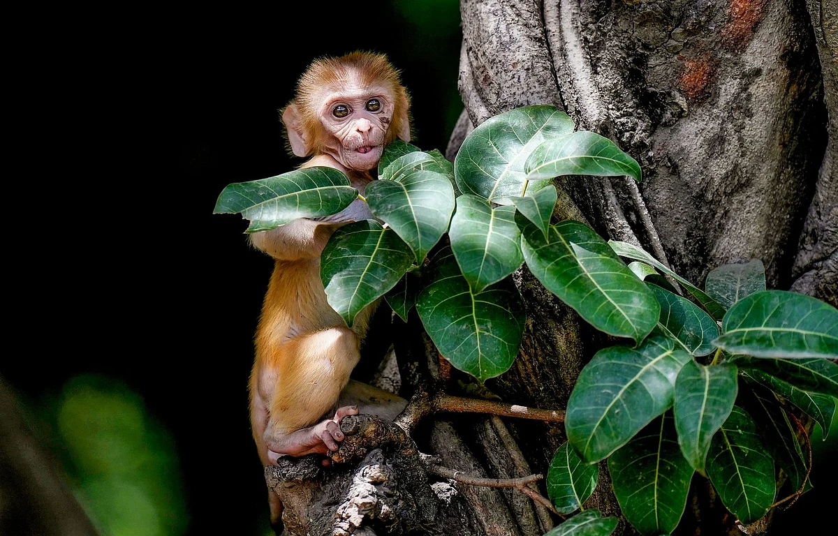 Pakistan: Baby monkey escapes court during smuggling case | Khaleej Times