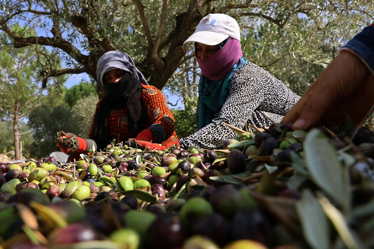 South Lebanon farmers brave Israeli fire to harvest olives | Khaleej Times
