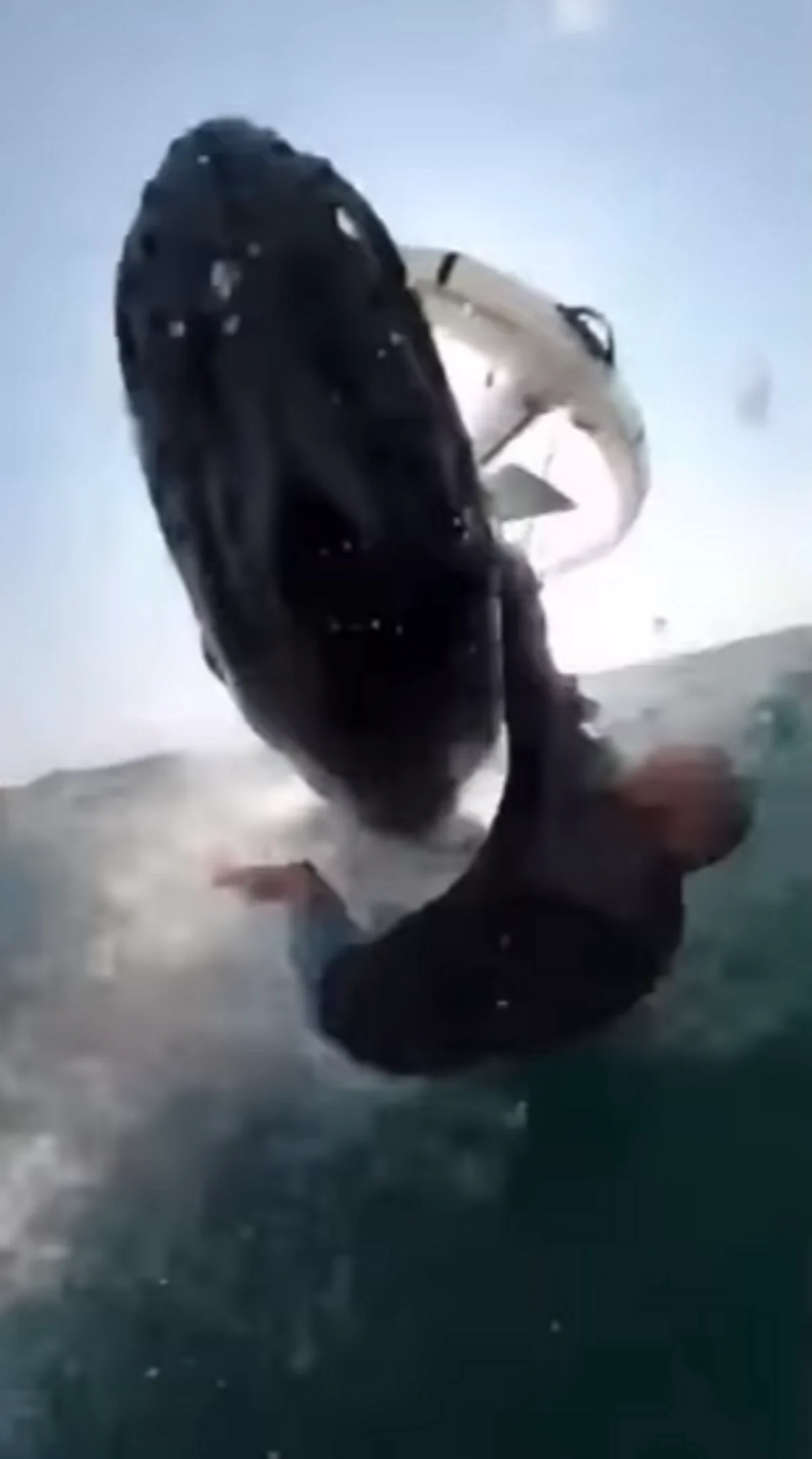 Watch: 55-year-old windsurfer survives after getting slammed by whale ...
