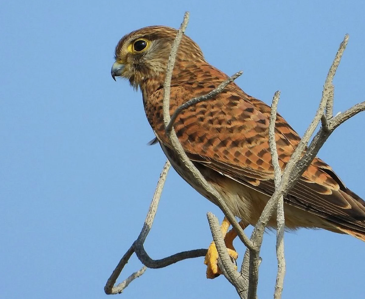 UAE: Falcon stuck in residential building rescued by authority ...