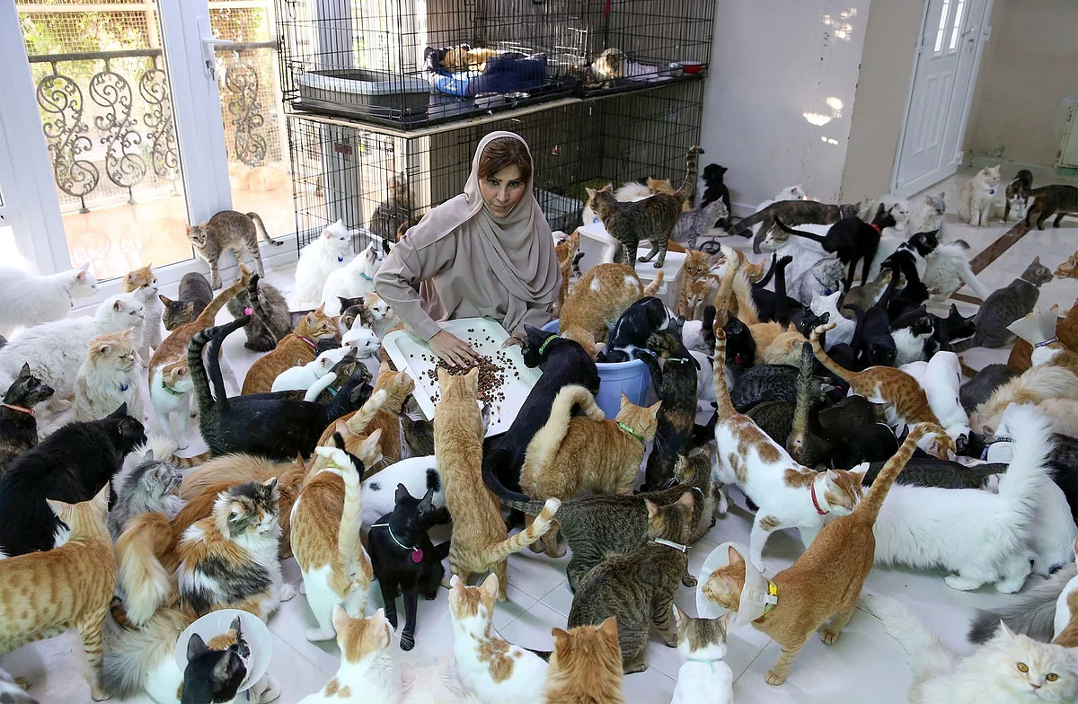 Omani woman juggles 480 cats and 12 dogs | Khaleej Times