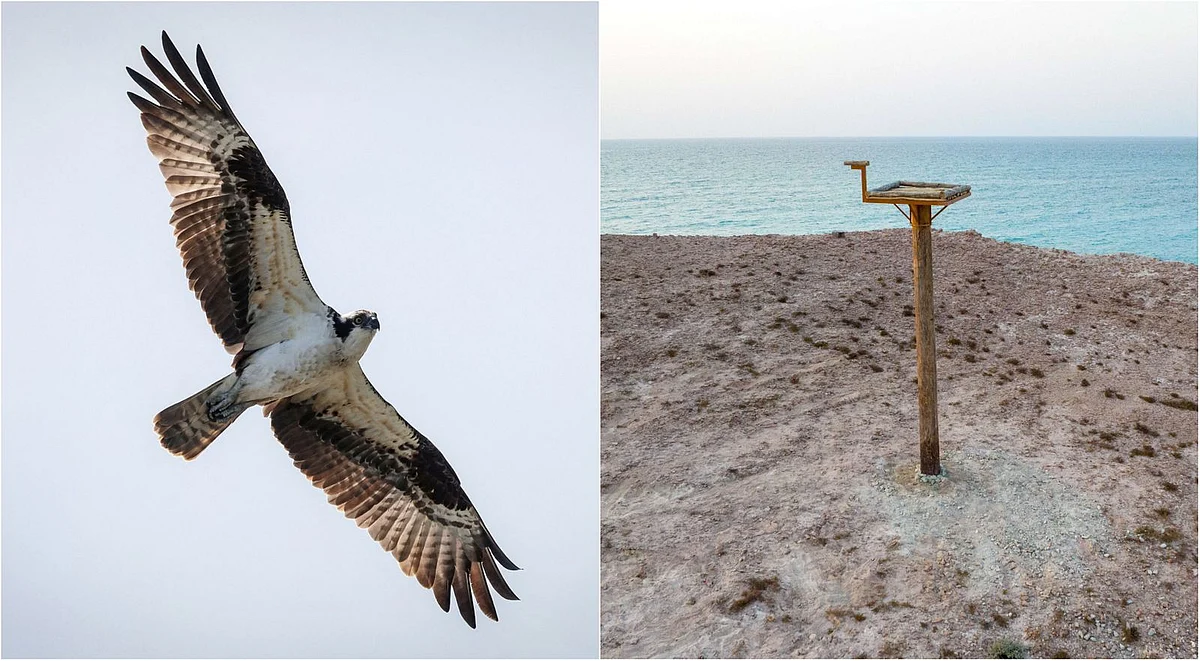 UAE: First artificial nest built for bird of prey in Sharjah; tech ...